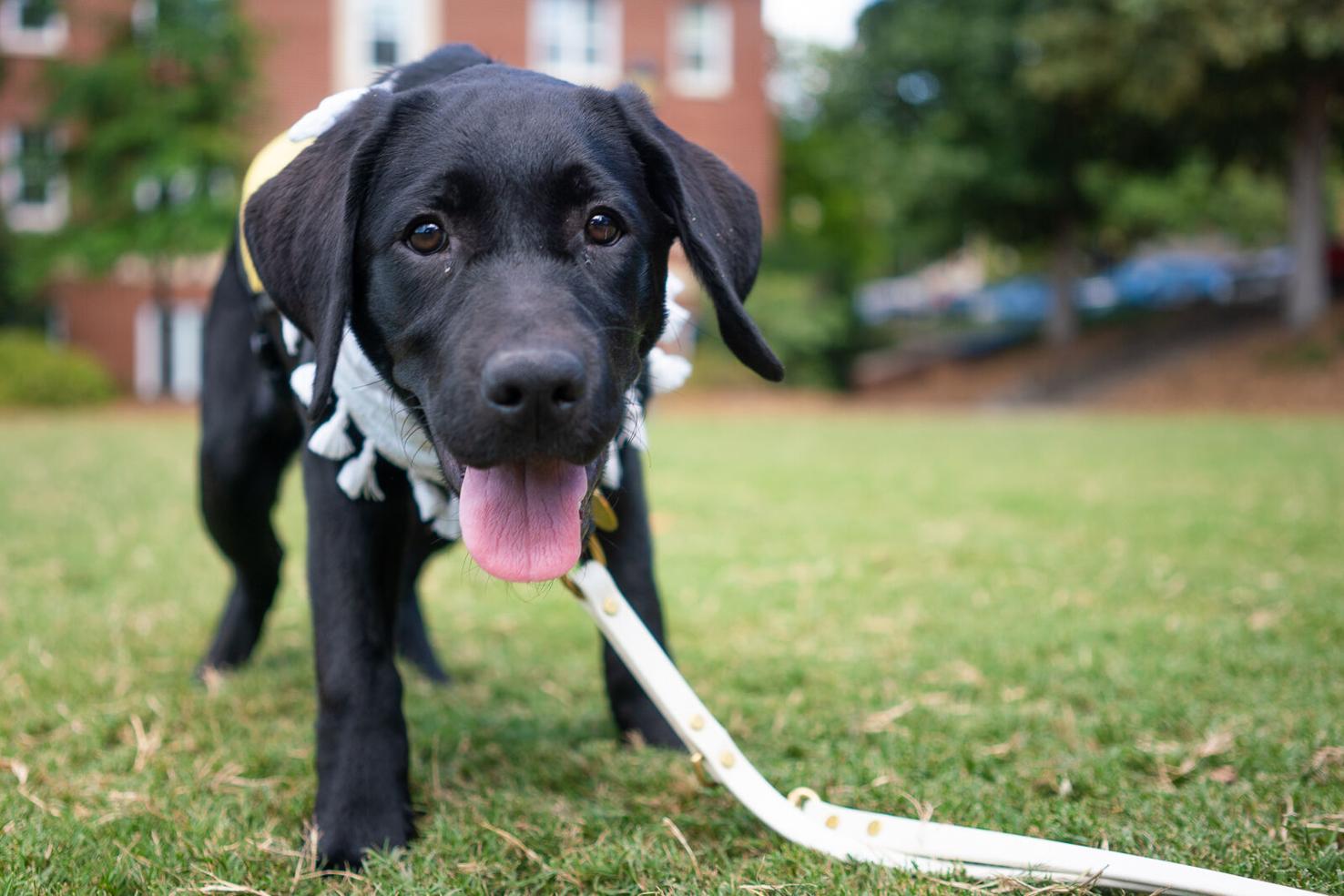 Meet the future guide dogs of UGA's GDF program | Arts & Culture ...
