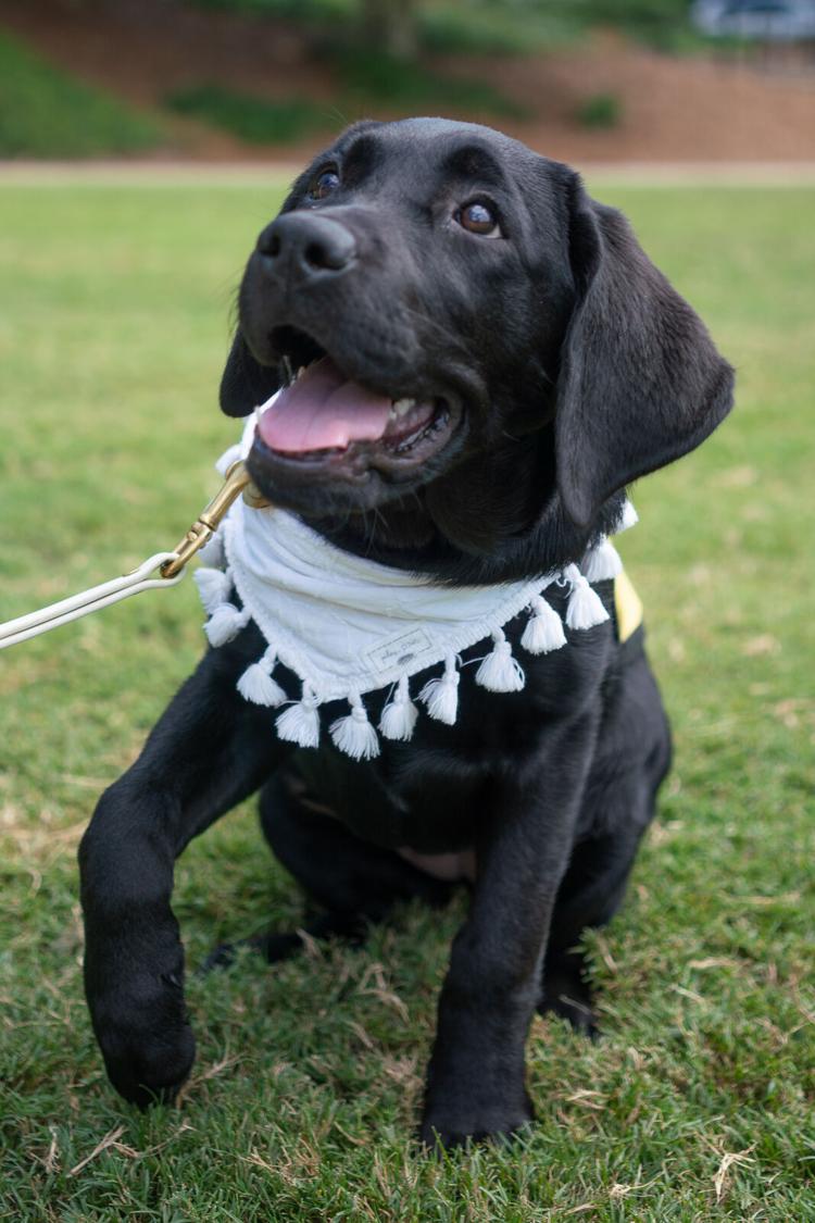 Meet the future guide dogs of UGA's GDF program | Arts & Culture ...