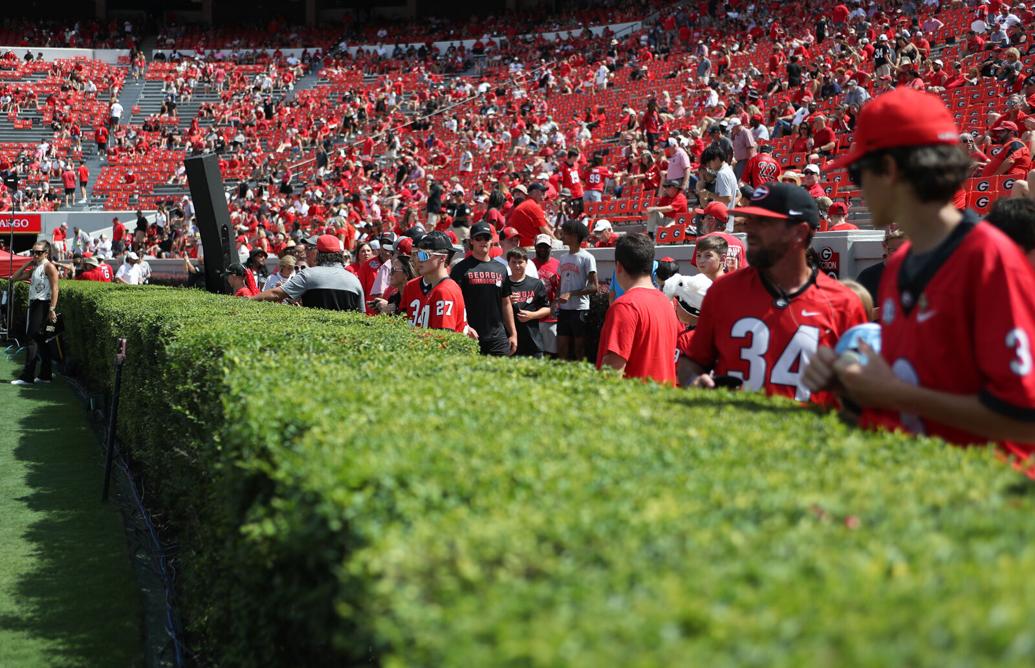 Behind the hedges: A history of Sanford Stadium’s greenery | Georgia ...