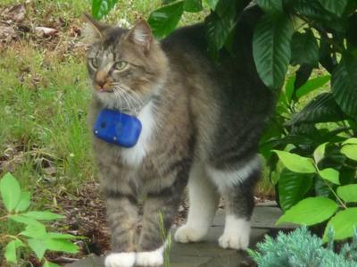 studying cat behavior