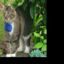 ‘Kitty Cams’ study cat behavior | News | redandblack.com