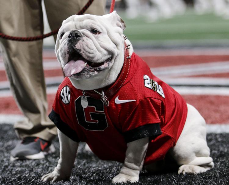 Beloved Bulldogs: Uga through the years | Georgia Sports | redandblack.com