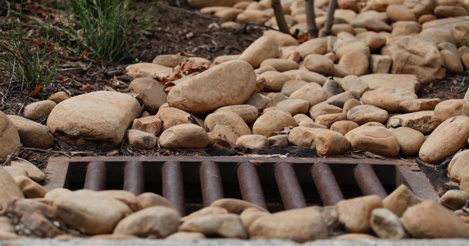 OPINION: Incorporate rain gardens at UGA | Opinion | redandblack.com