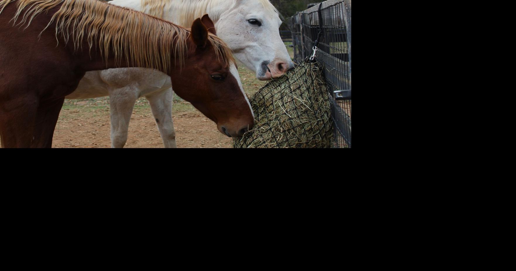 Sacred Roots Farm creates refuge for victims of trafficking through ...
