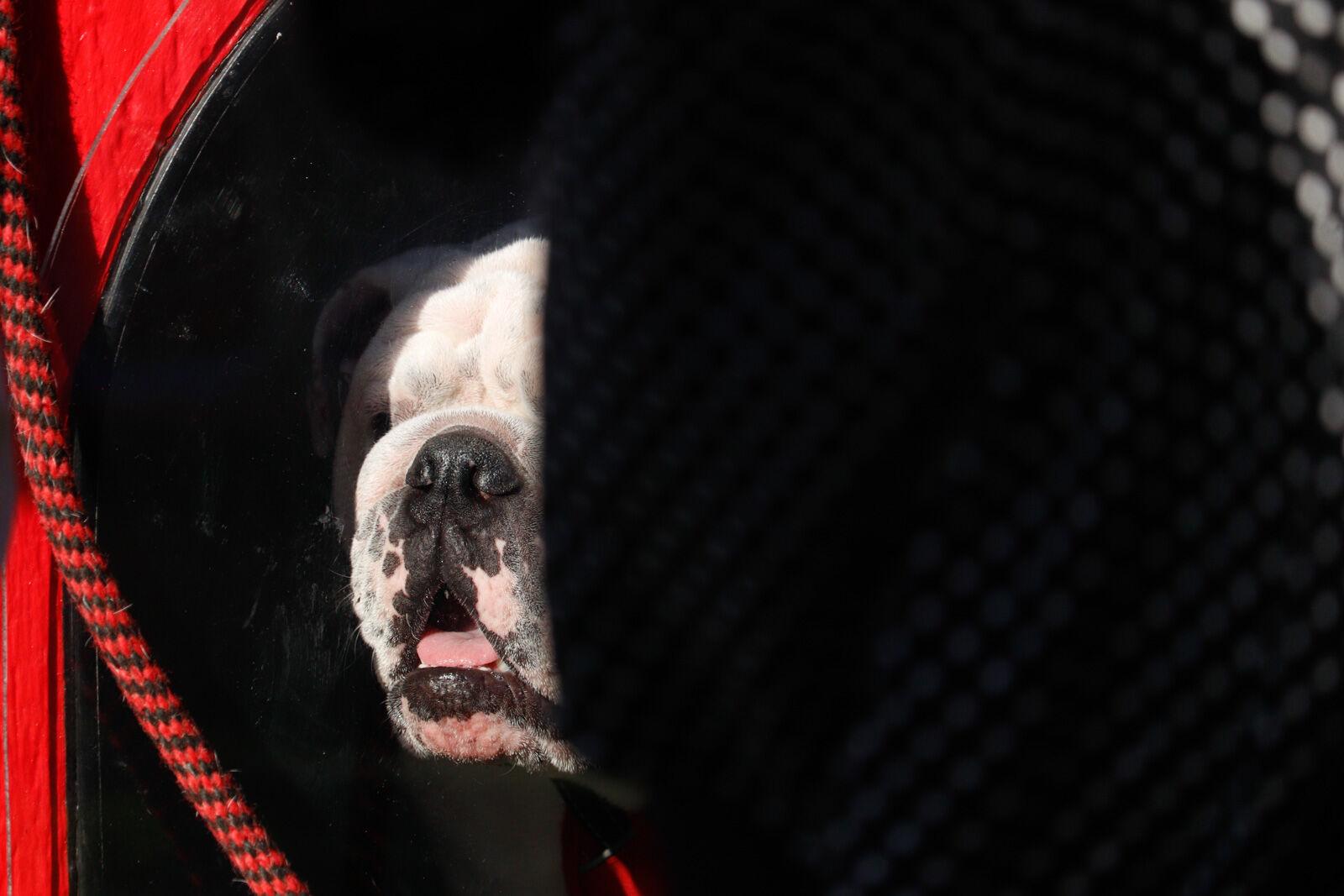 PHOTOS: Uga XI Boom's Game Day Debut | Multimedia | redandblack.com