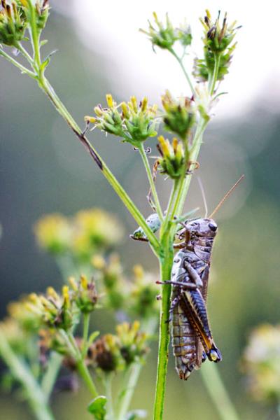 She Blinded me with Science: Why are there so many grasshoppers this ...