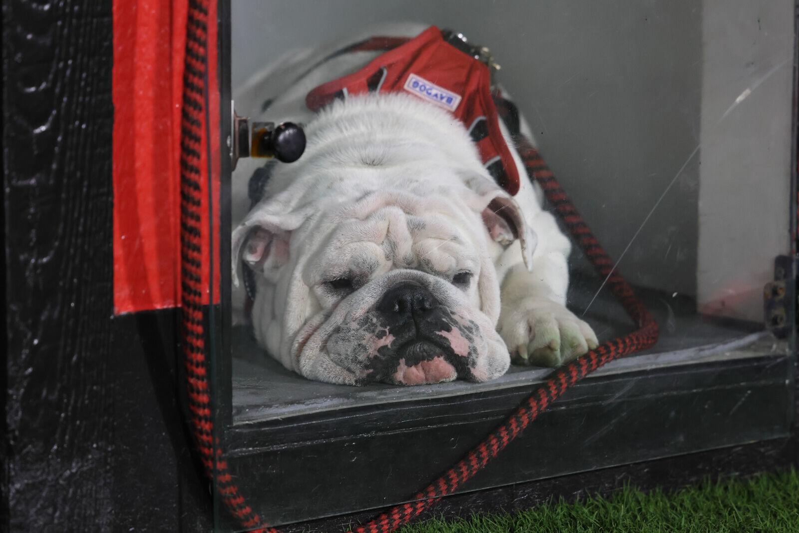 PHOTOS: Uga XI Boom's Game Day Debut | Multimedia | redandblack.com