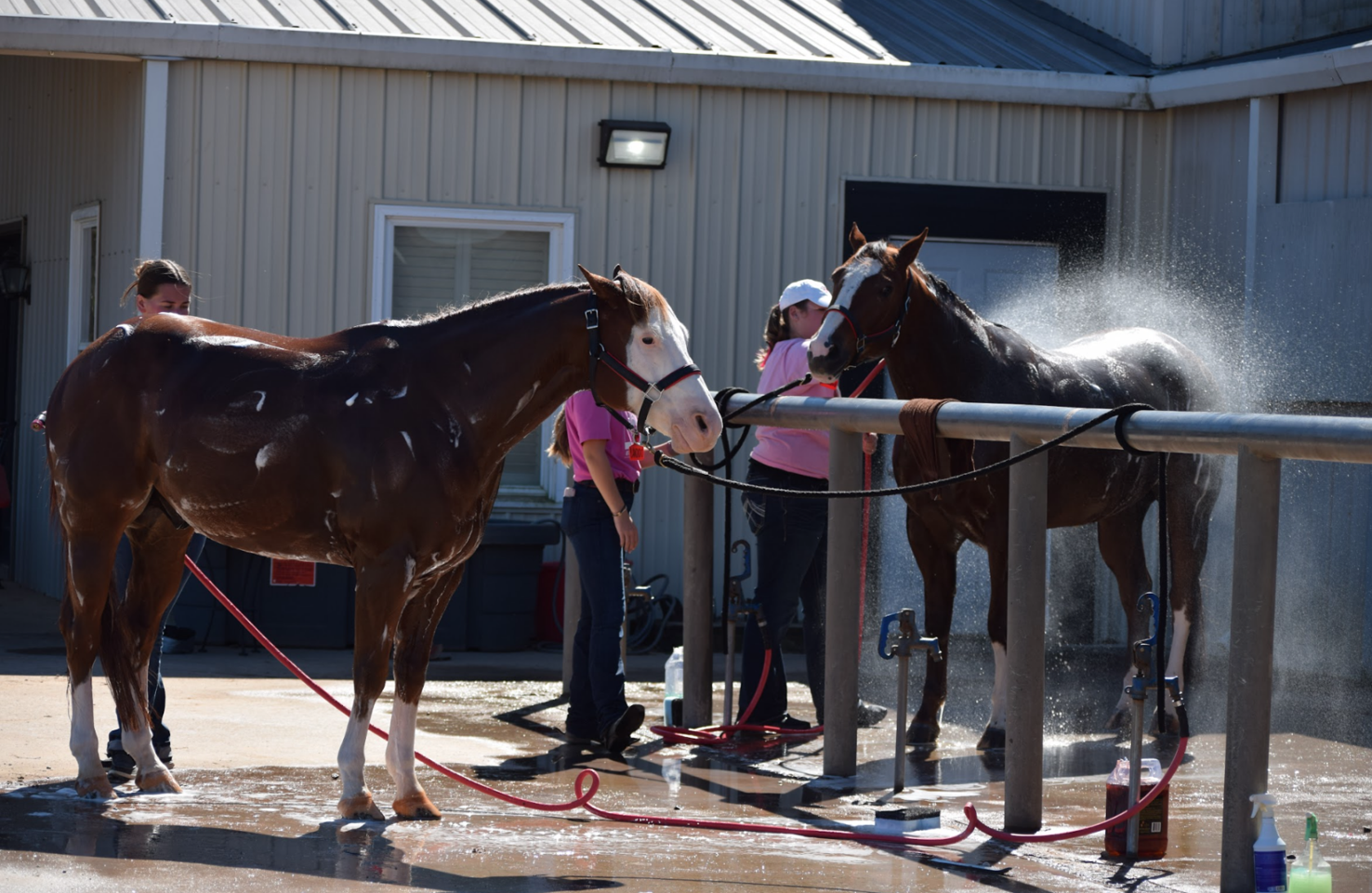 Behind the reins of champions: The University of Georgia equestrian ...