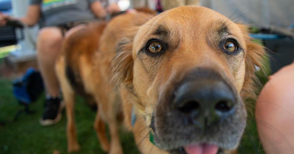 PHOTOS: Athens Canine Rescue brings adoptable dogs to Athens Farmers ...