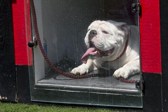 A more resilient Uga: Seiler family making changes to breed healthier ...