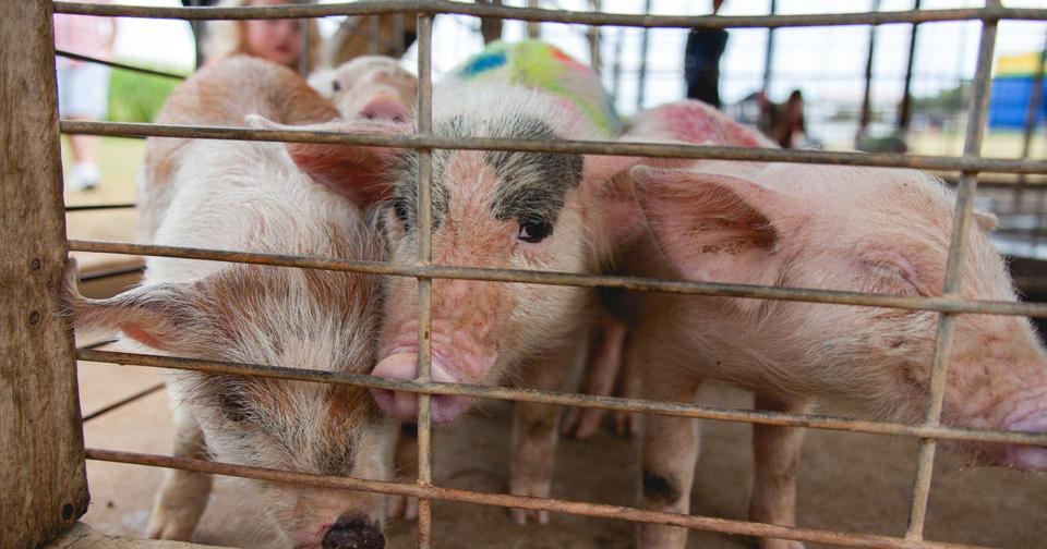 UGA researchers use pigs as models for stroke treatment | Campus News ...