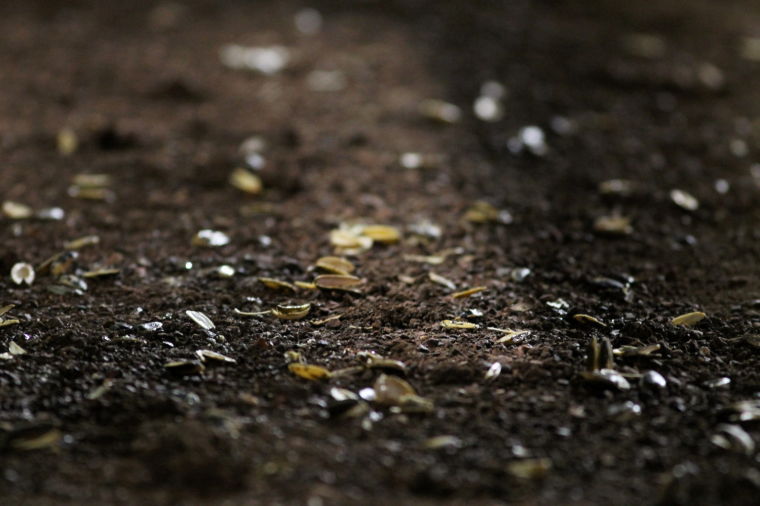 Georgia baseball vs. Liberty | Gallery | redandblack.com