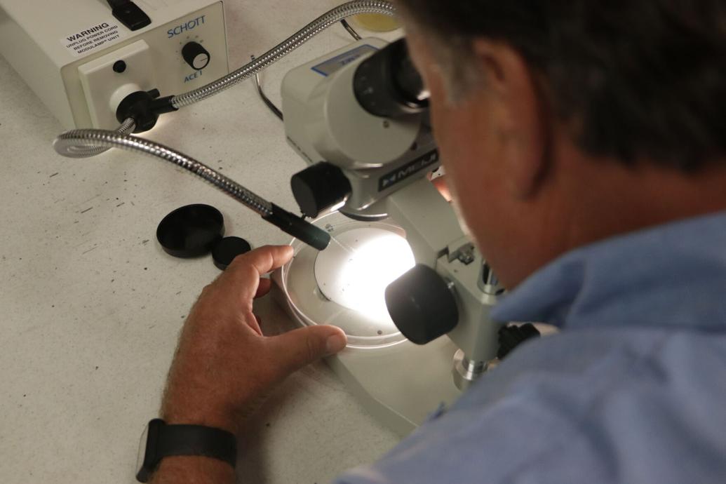 UGA lab grows world's only Black fly research colony | Arts & Culture | redandblack.com