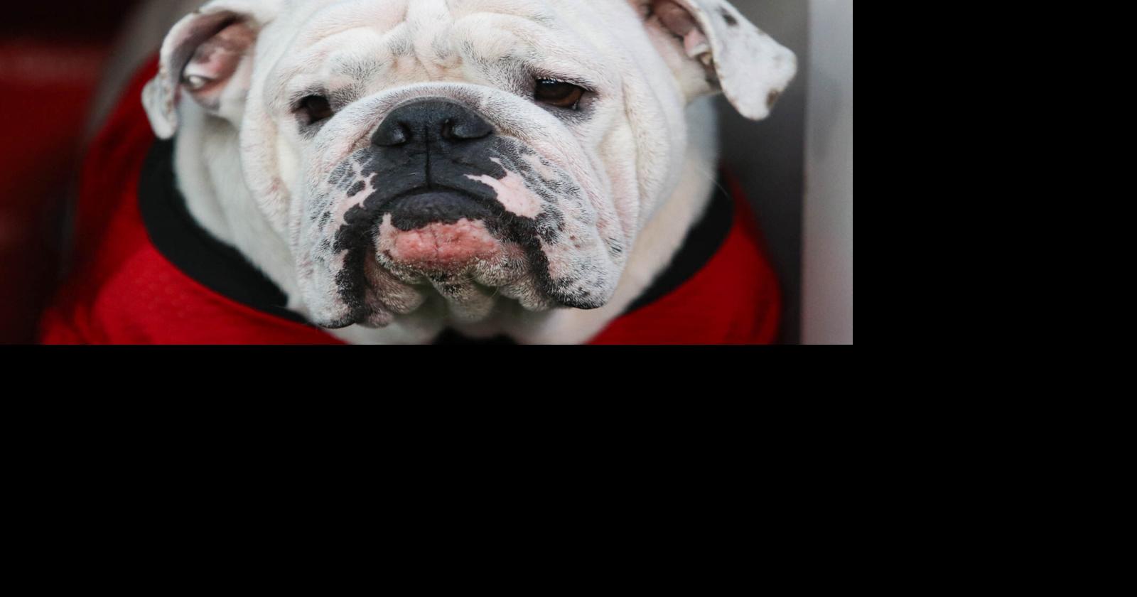 BEST OF: Uga XI Boom | Gameday | redandblack.com