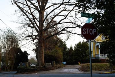 The Tree that Owns Itself | | redandblack.com