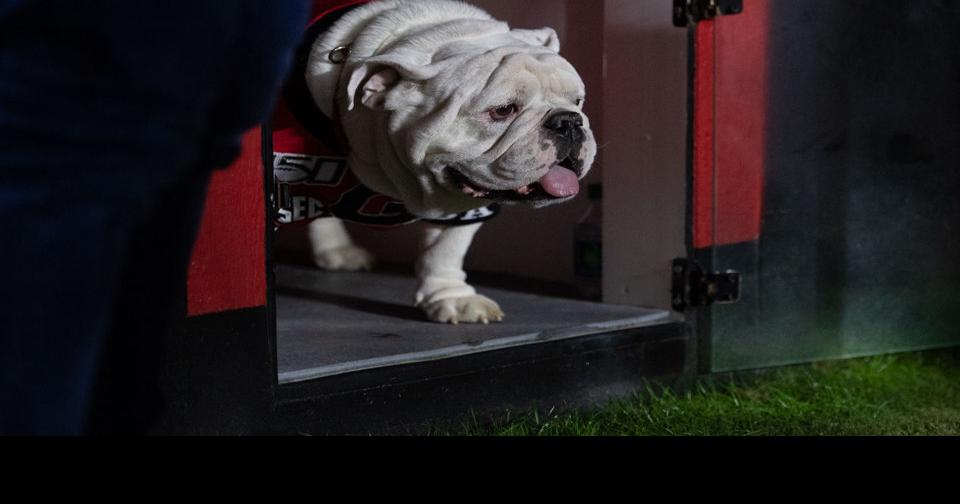 OPINION: Uga looks pretty happy to me | Opinion | redandblack.com