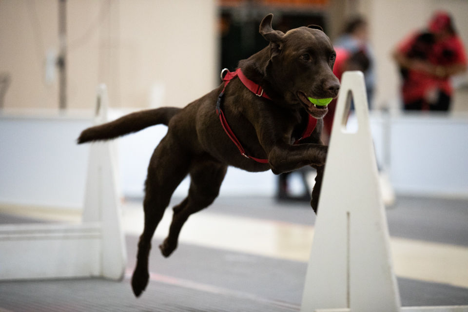 PHOTOS: Double Dog Dare darts through the Classic Center | Multimedia ...