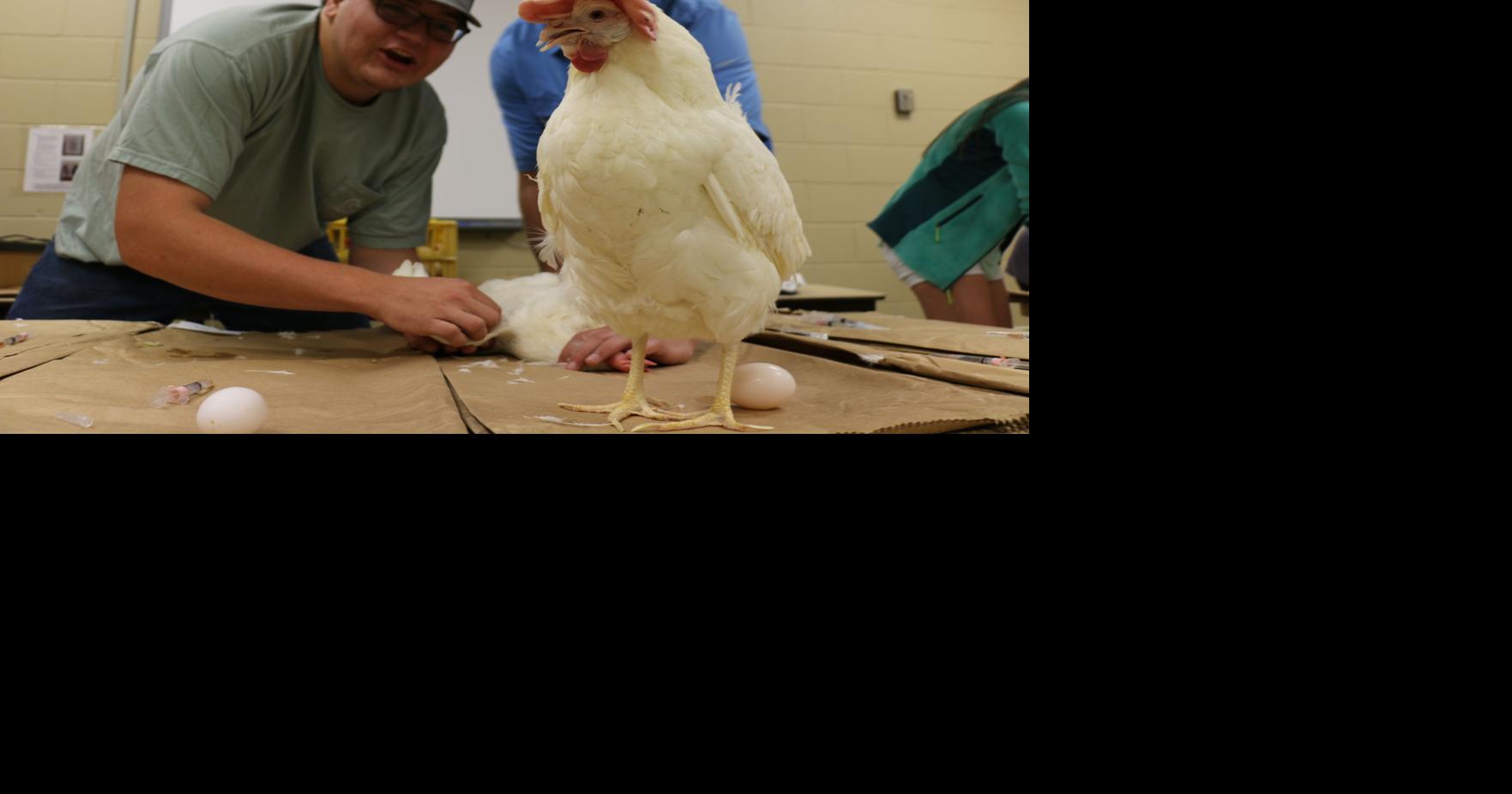 UGA poultry science students have 'over 100 percent employment' rate ...