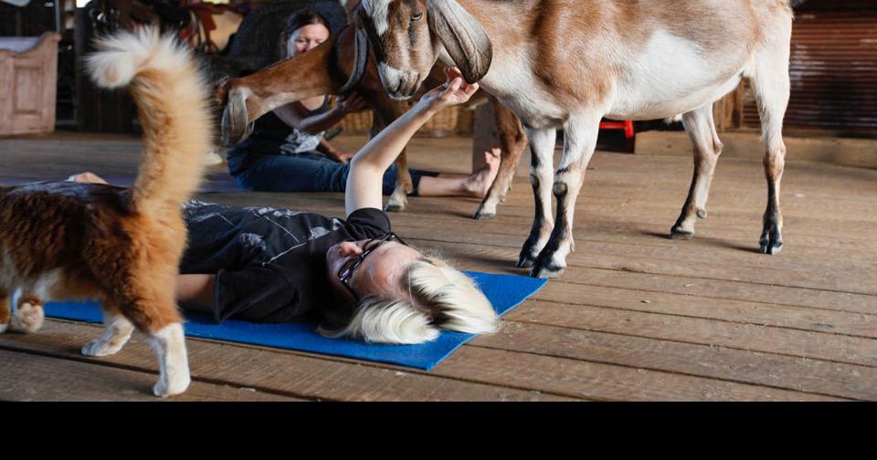 Barnyard Yoga: Sweet Olive Farm near Athens hosts weekly yoga session ...
