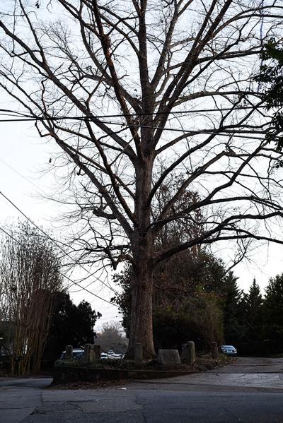 Deep roots: Unearthing the myth behind The Tree That Owns Itself ...