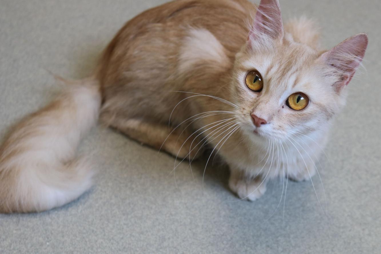 Athens animal shelters see an increase in animal intakes | Arts ...