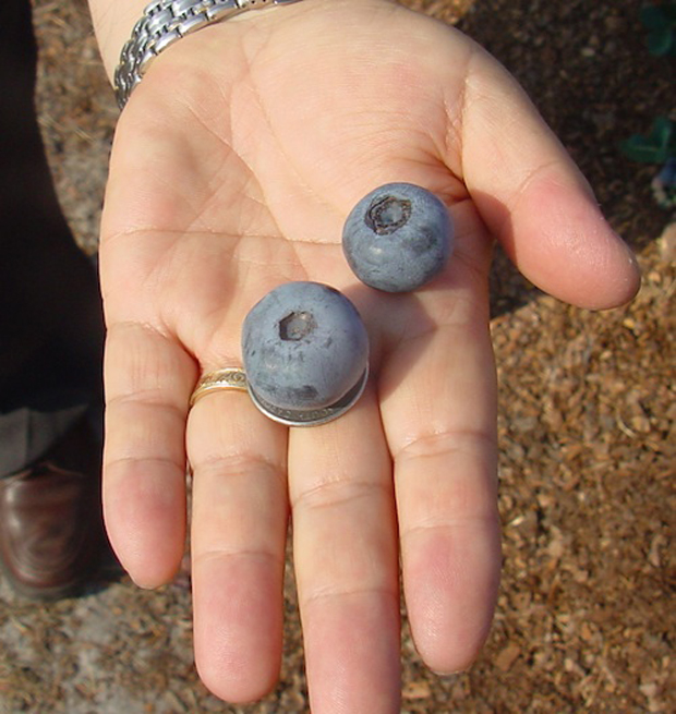 UGA scientists develop giant Titan blueberries | Campus News ...