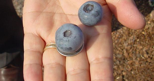 UGA scientists develop giant Titan blueberries | Campus News ...