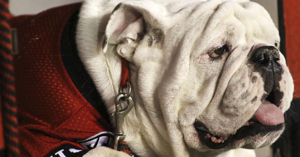 Uga is named best mascot in college football | Arts & Culture ...