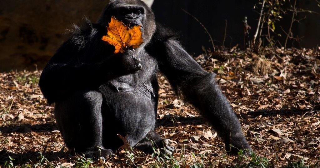 Remembering a 'Golden Girl': Zoo Atlanta sends oldest gorilla to UGA ...
