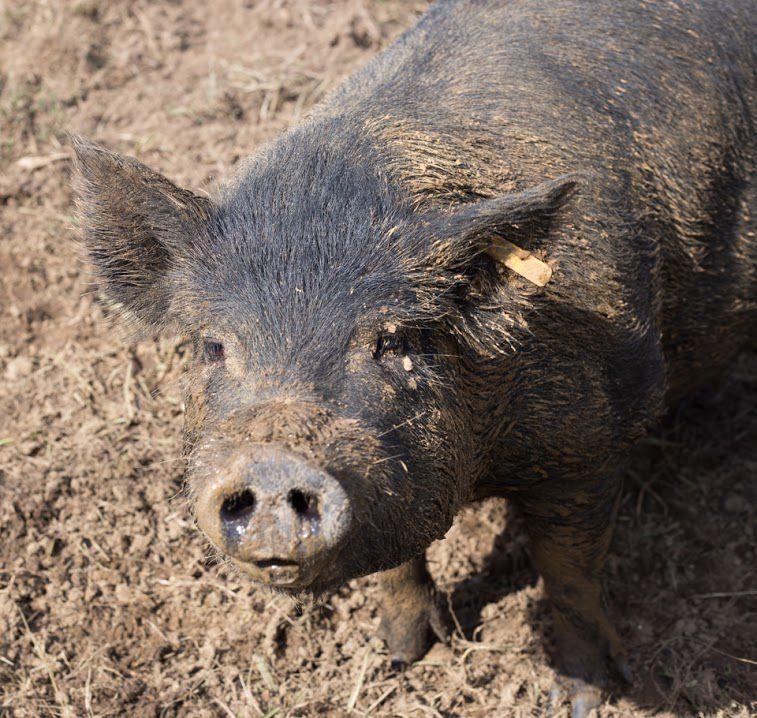 A Triple Dawg Raising Hogs | Magazine | redandblack.com