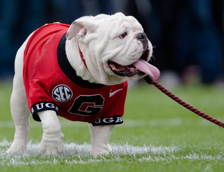 Georgia senate bill pushes for English bulldog to become official state ...