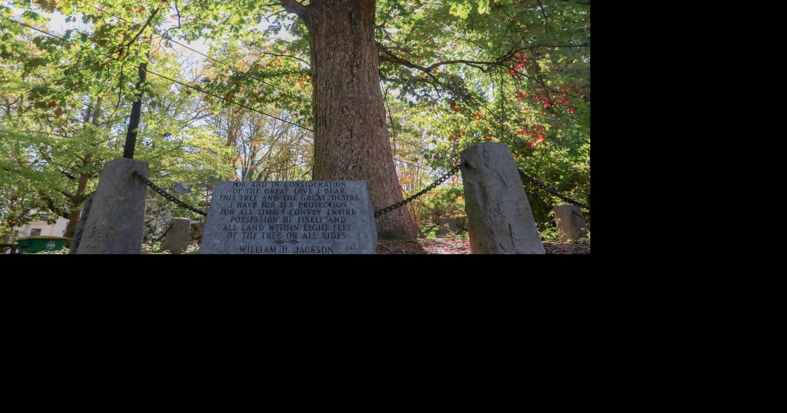 The fascinating story behind Athens’ most famous tree | Arts & Culture ...