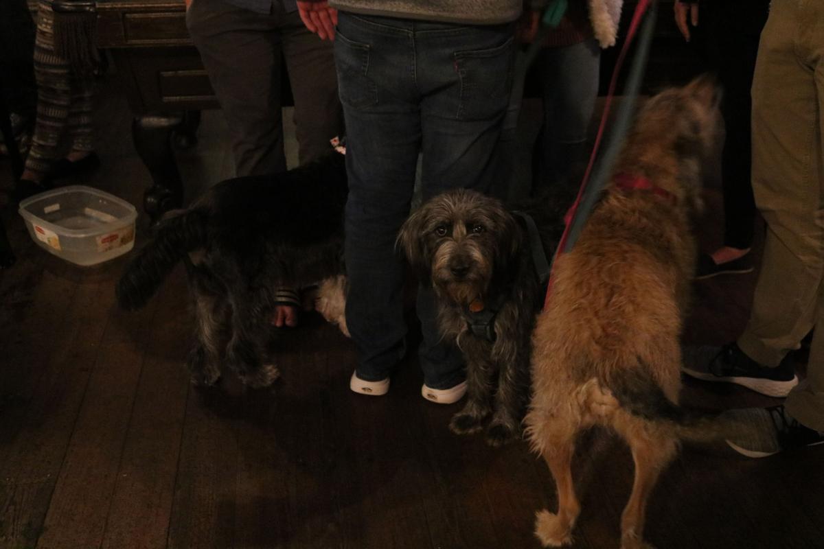 PHOTOS: Athens Area Humane Society hosts Puppy Love at Magnolias ...