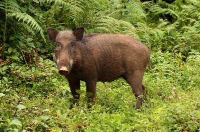 Hog wild: UGA researcher investigates public sentiment toward feral ...