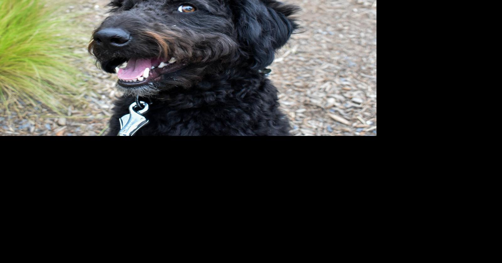 Damn good dogs: Meet the canines of the Classic City | Arts & Culture ...