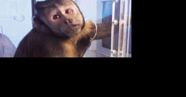 capuchin monkey crossword