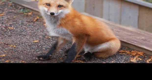 Aggressive fox spotted on UGA campus | Cops | redandblack.com