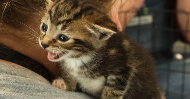 PHOTOS: Athens Area Humane Society hosts annual Kitten Shower ...