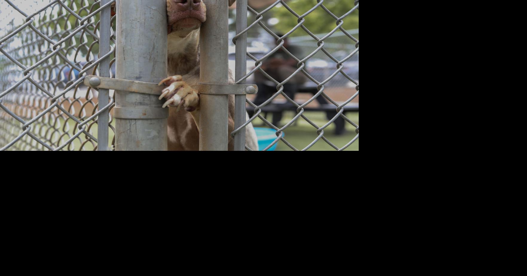 Athens Area Humane Society to host Mutt Strut, 'Best' in Show Dog Show ...