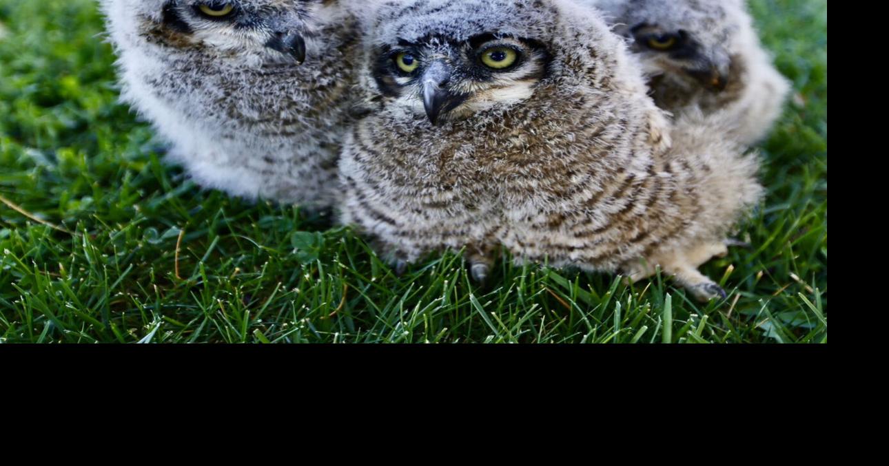 Owls’ late nesting season competes with city’s need to trim its trees ...