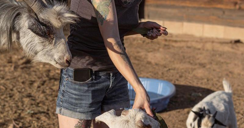 Reject Ranch rescues farm animals in times of crisis | News ...