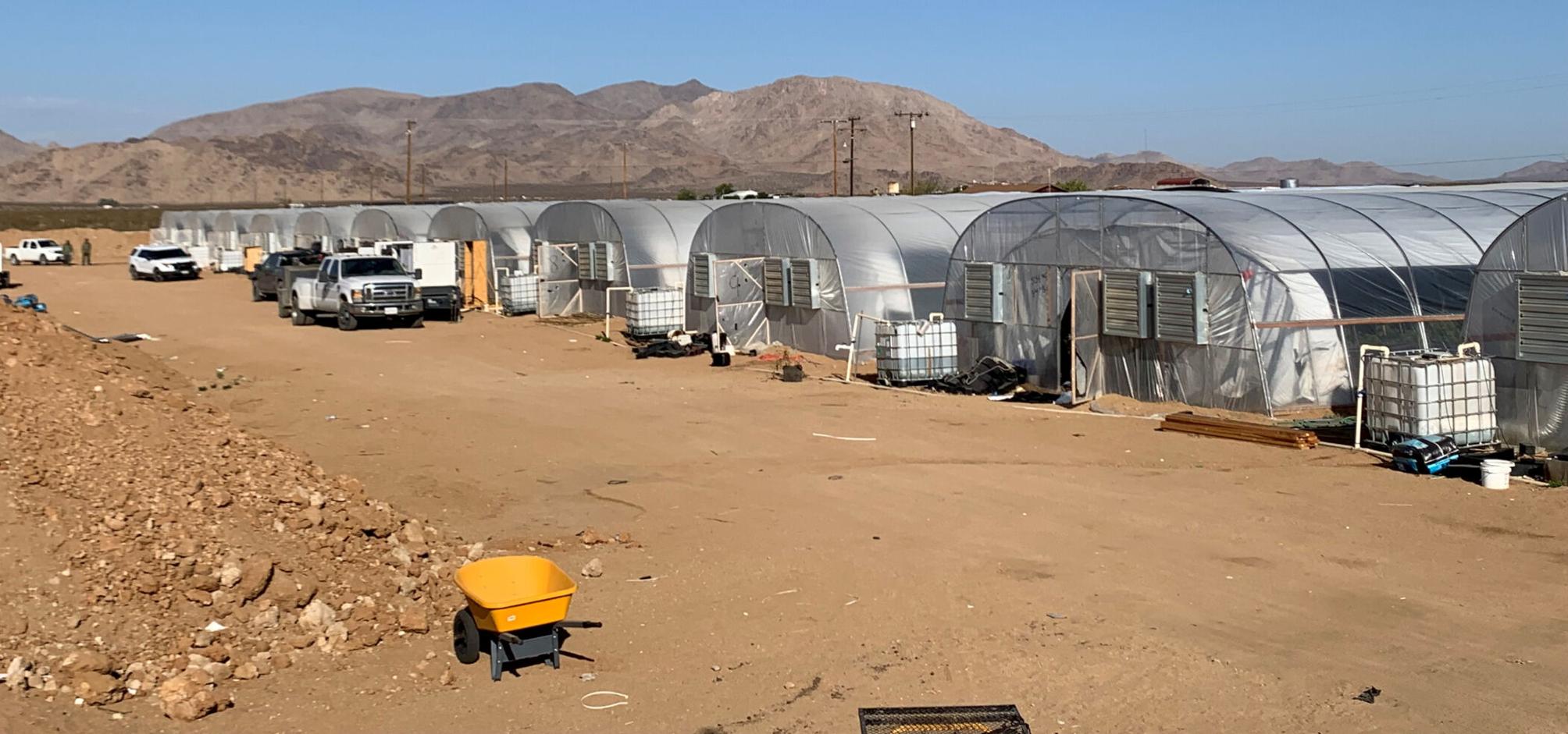 Operation Hammer Strike nets 21,002 pot plants in its second week ...