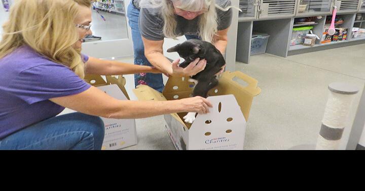 Guardian Angel Pet Rescue helps pets find forever homes | Special ...