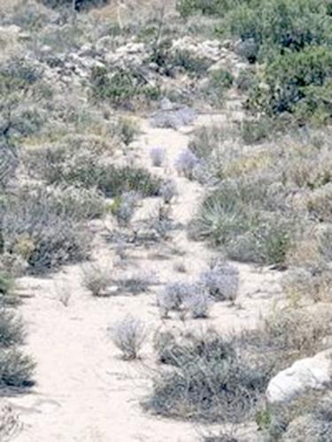 Santa Ana River Wash Plan aims to protect land and species | News ...