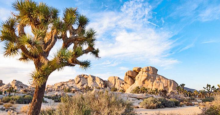 Save our trees: Designate Joshua trees as an endangered species and ...