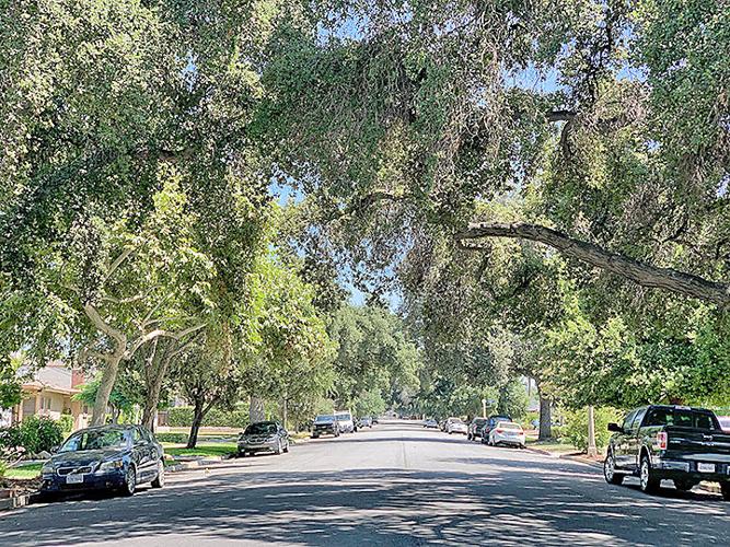 Tree lovers paradise | News | redlandscommunitynews.com