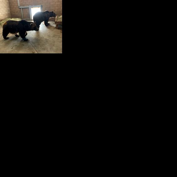 Animals return to Big Bear Zoo following Radford Fire evacuation | News ...