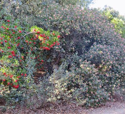 Native plants provide beauty and resilience | News ...