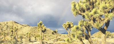 Joshua trees, which live up to 300 years, are facing extinction | News ...