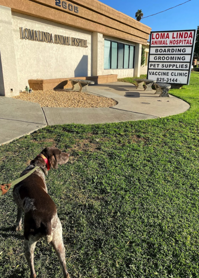Loma Linda Vet’s license suspended for alleged malpractice | News ...
